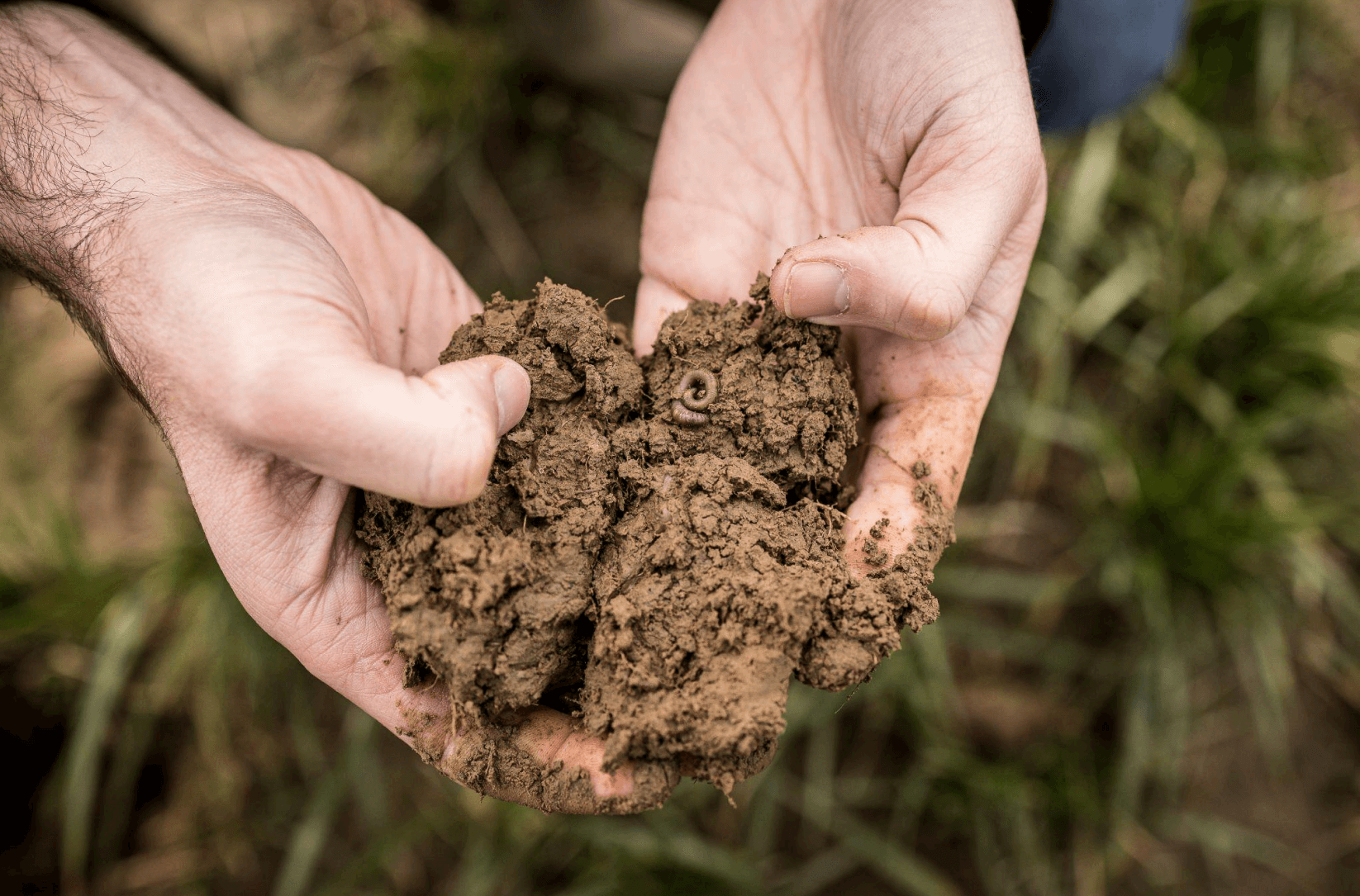 Regenerative agriculture for food system resilience & climate action - Soil Capital